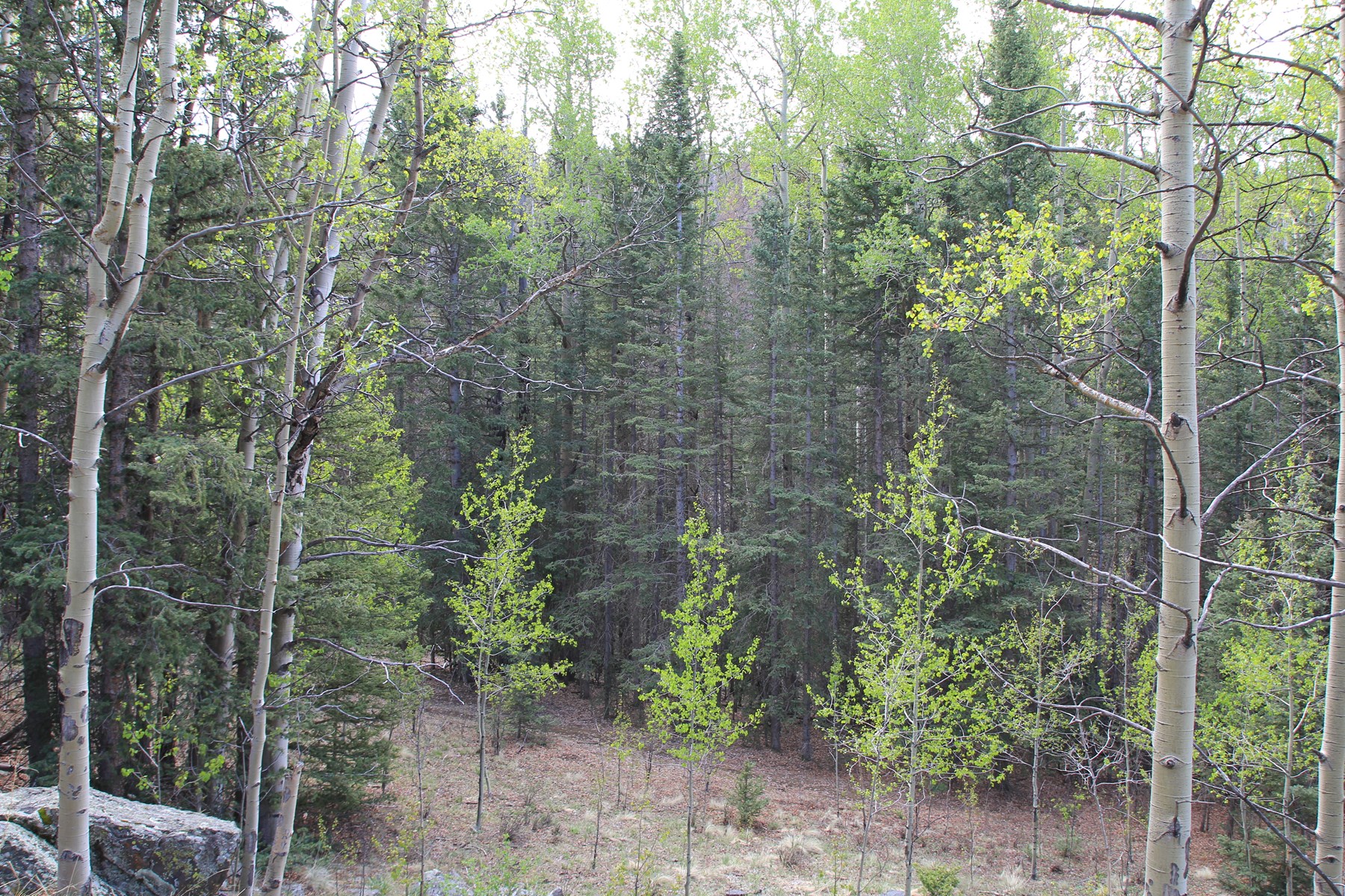 76 Acres Bordering National Forest with Views