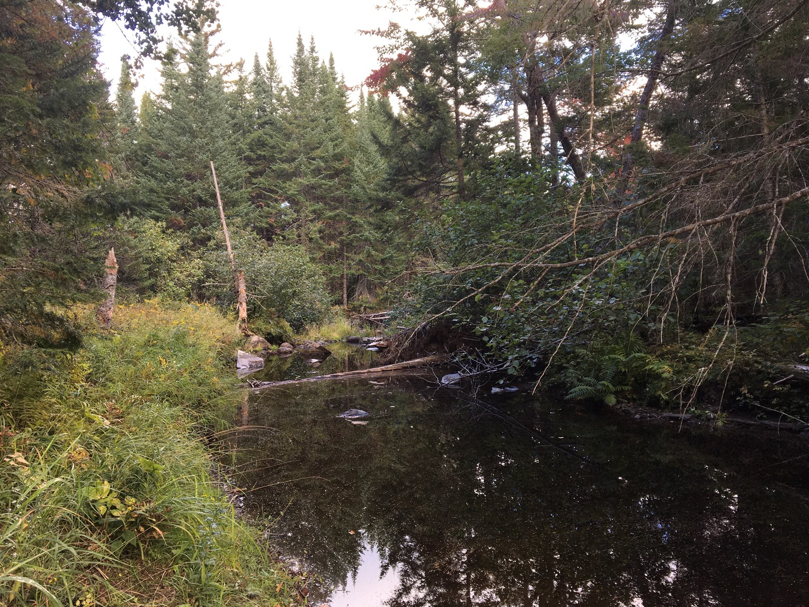 Off Grid Bug Out Land with Trout Stream