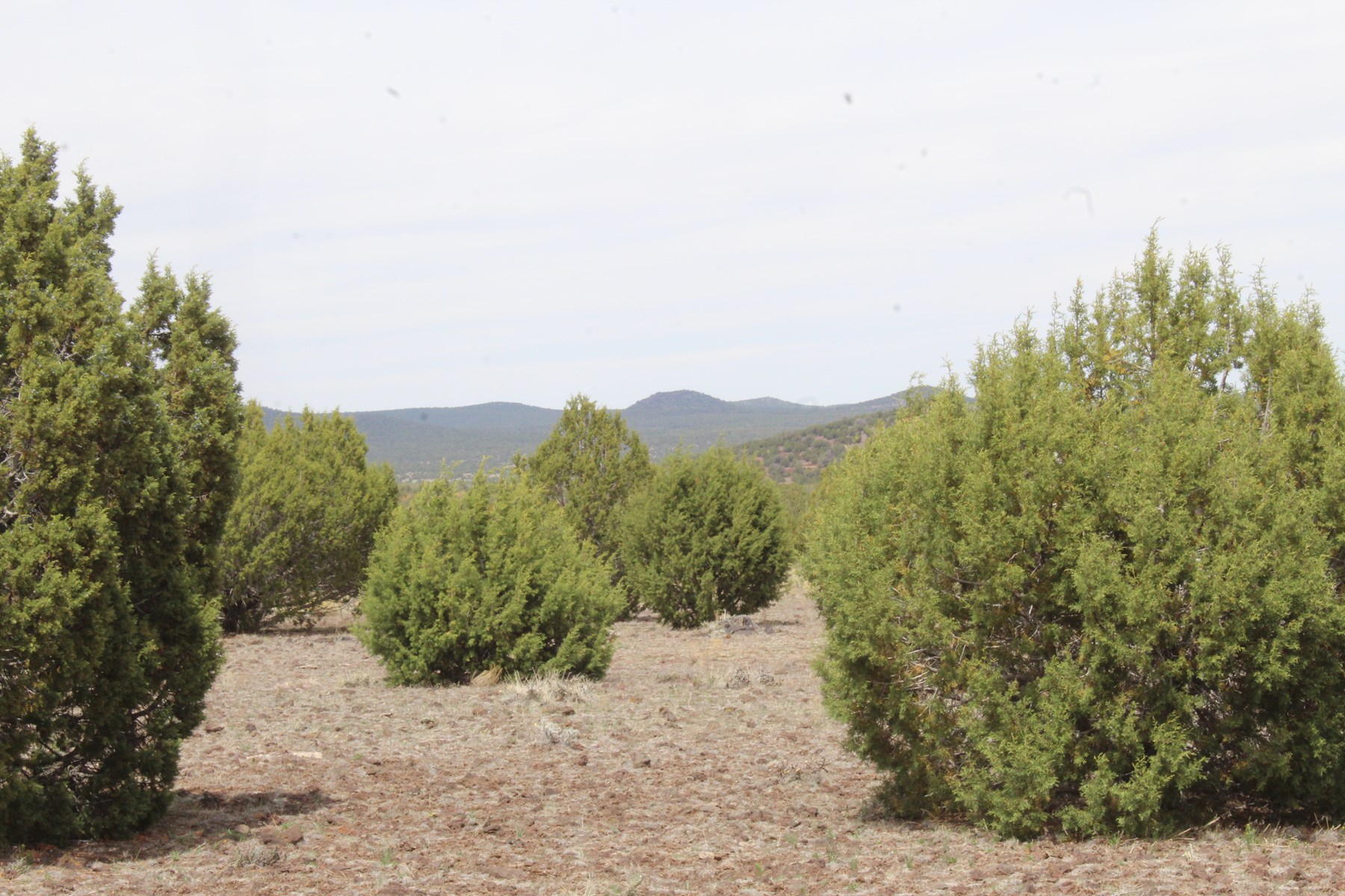 40 Acres for Sale in Westwood Ranches Arizona