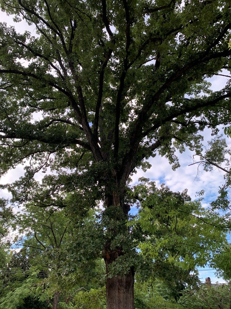 A Sycamore Secret In Southern VA