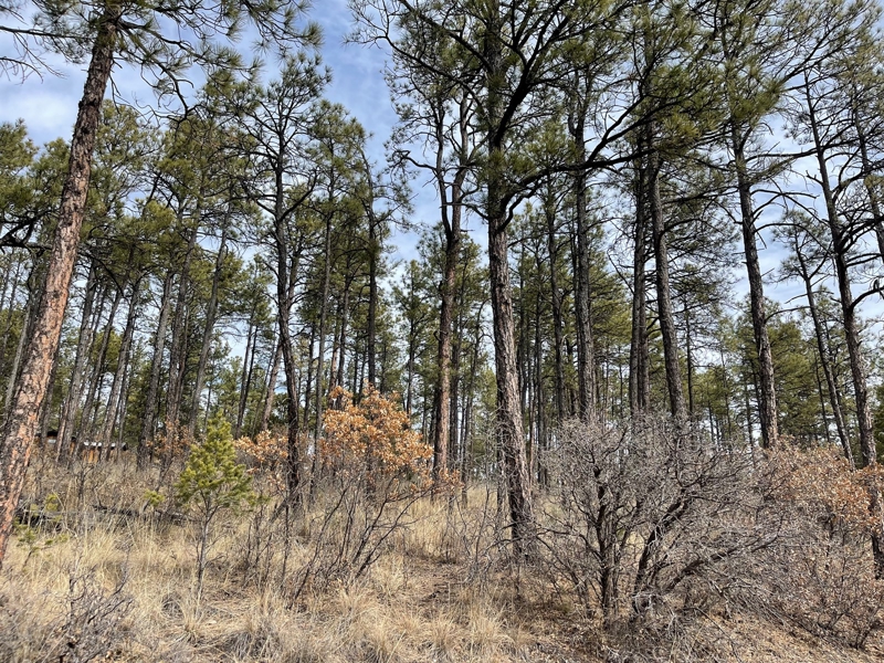 Wood Lot For Sale In Timberon New Mexico