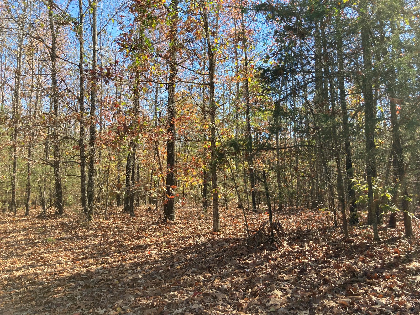 55 Acres For Sale with Two Country Homes