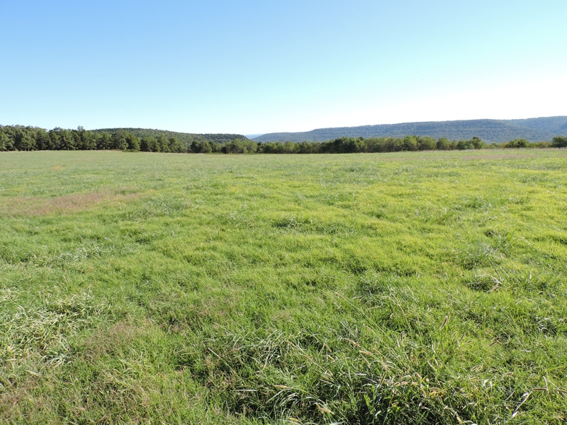 Large Farm 525 Acre Timber Pasture For Sale Harrison
