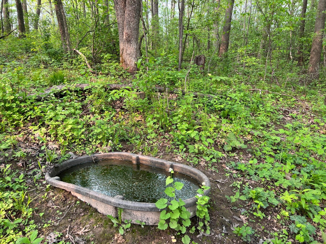 21-Acre Gem of a Property Vernon County WI