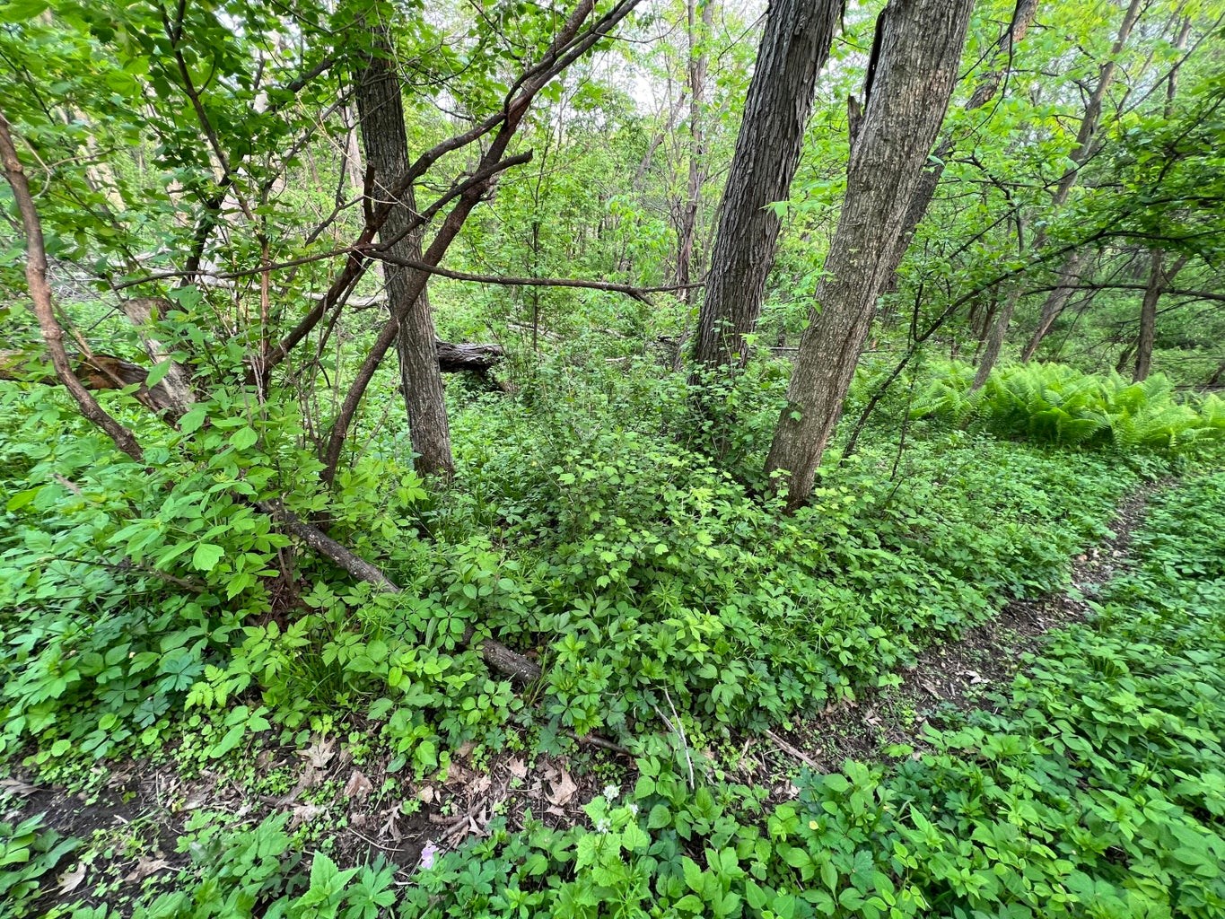 21-Acre Gem of a Property Vernon County WI