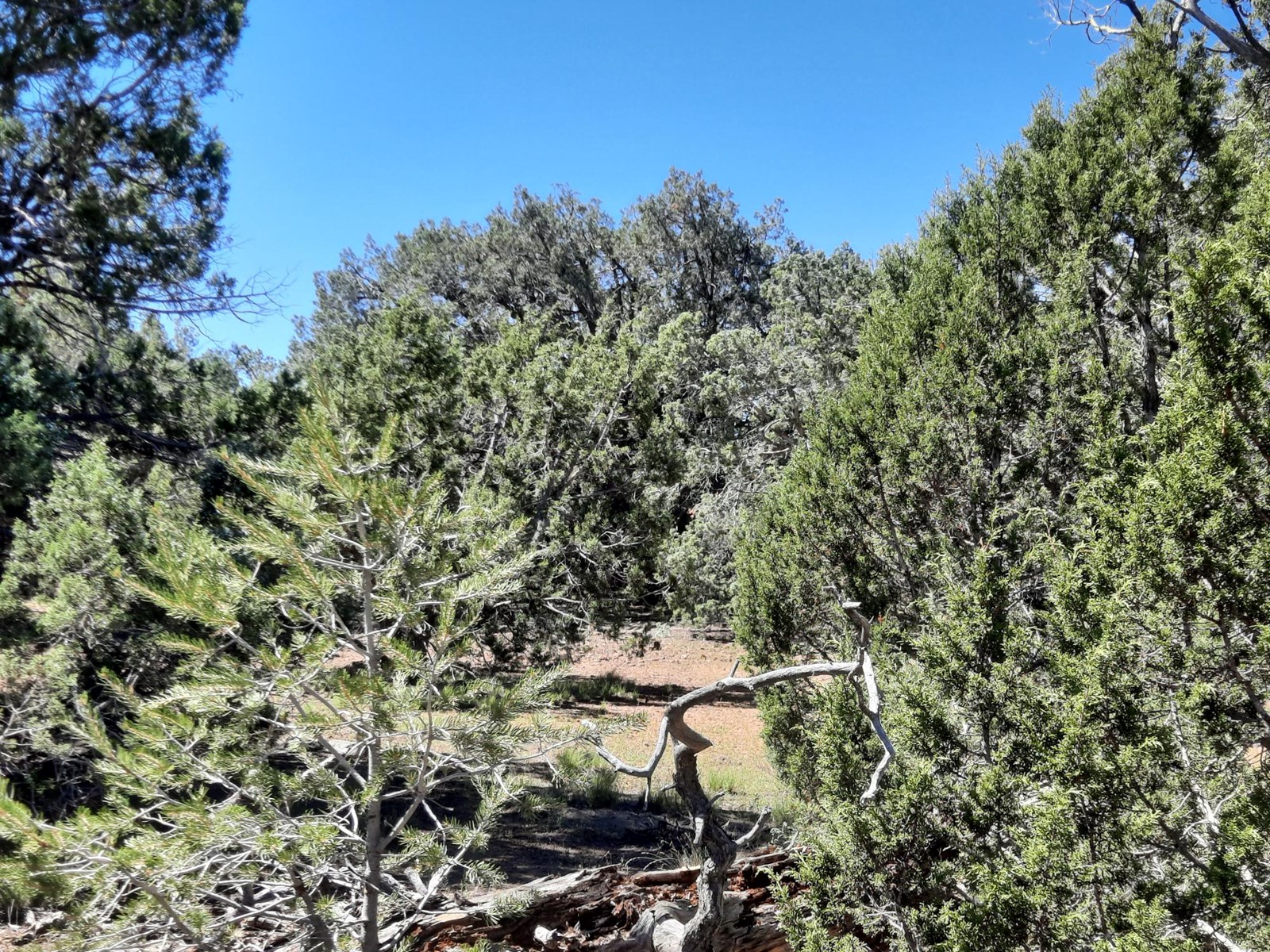 Huge Level Northern Az Mountain Property.