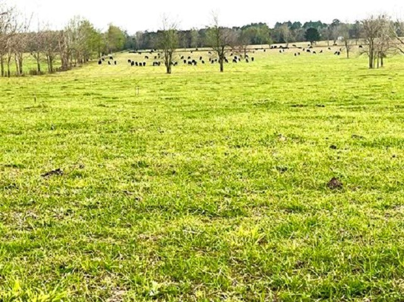 Land For Sale Florida. Rare Open Pasture