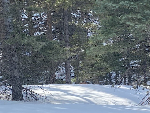 14.77 Acres of Silver Cliff Ranch Land