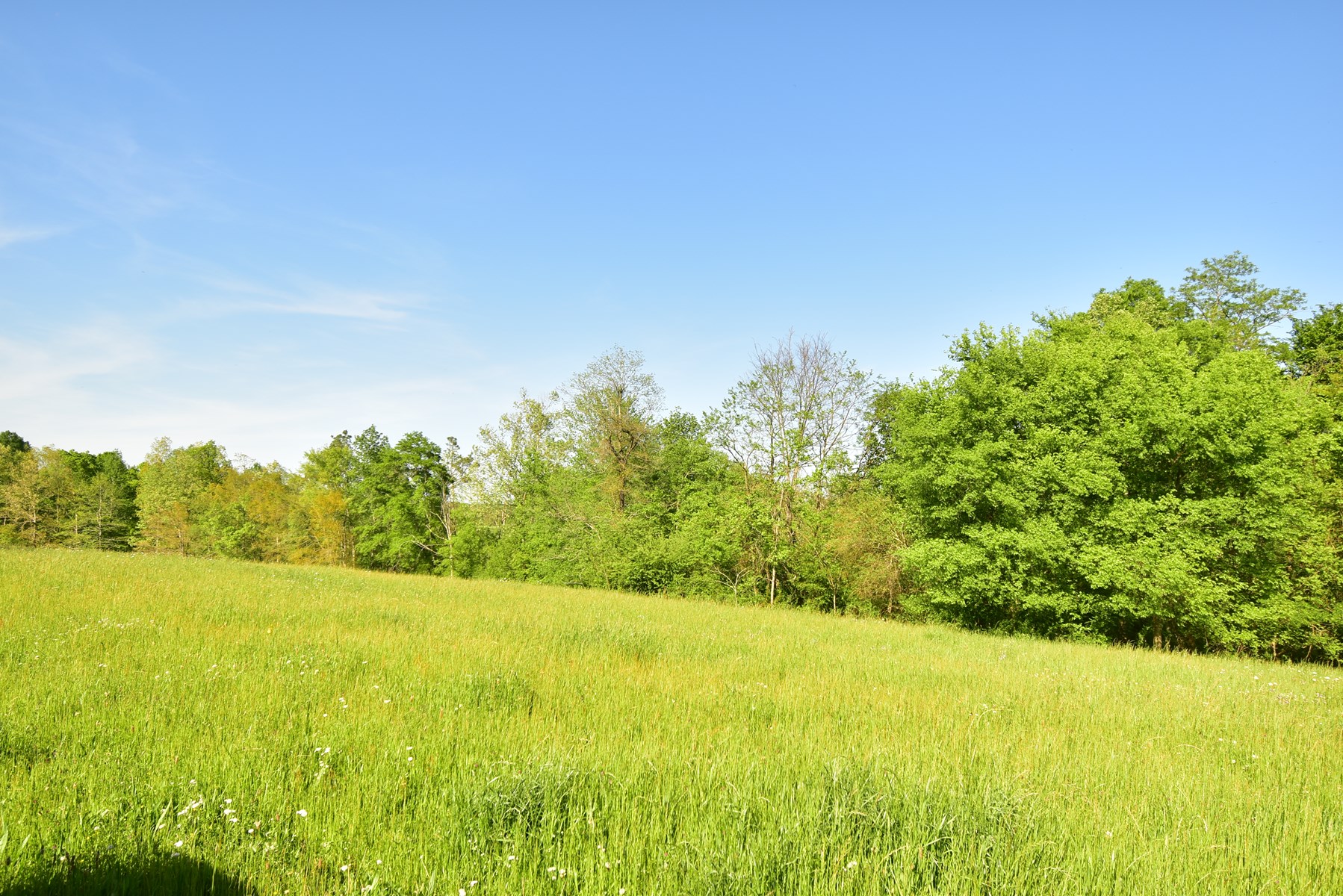 16 +/- acres of pasture land for sale w/ spring $185,000