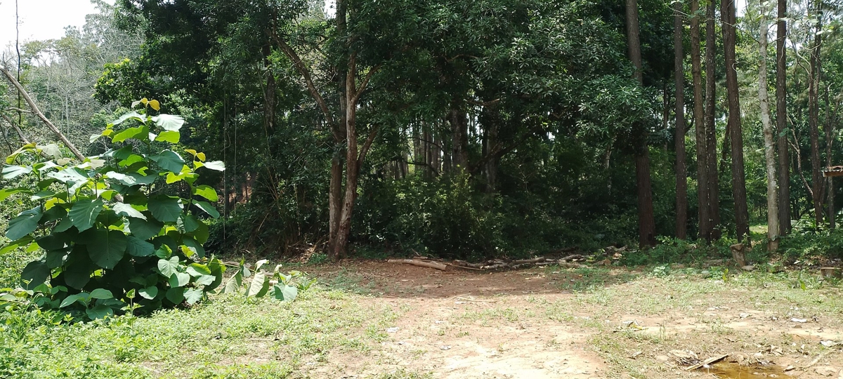 4-Hectare Farm in Las Minas, Herrera