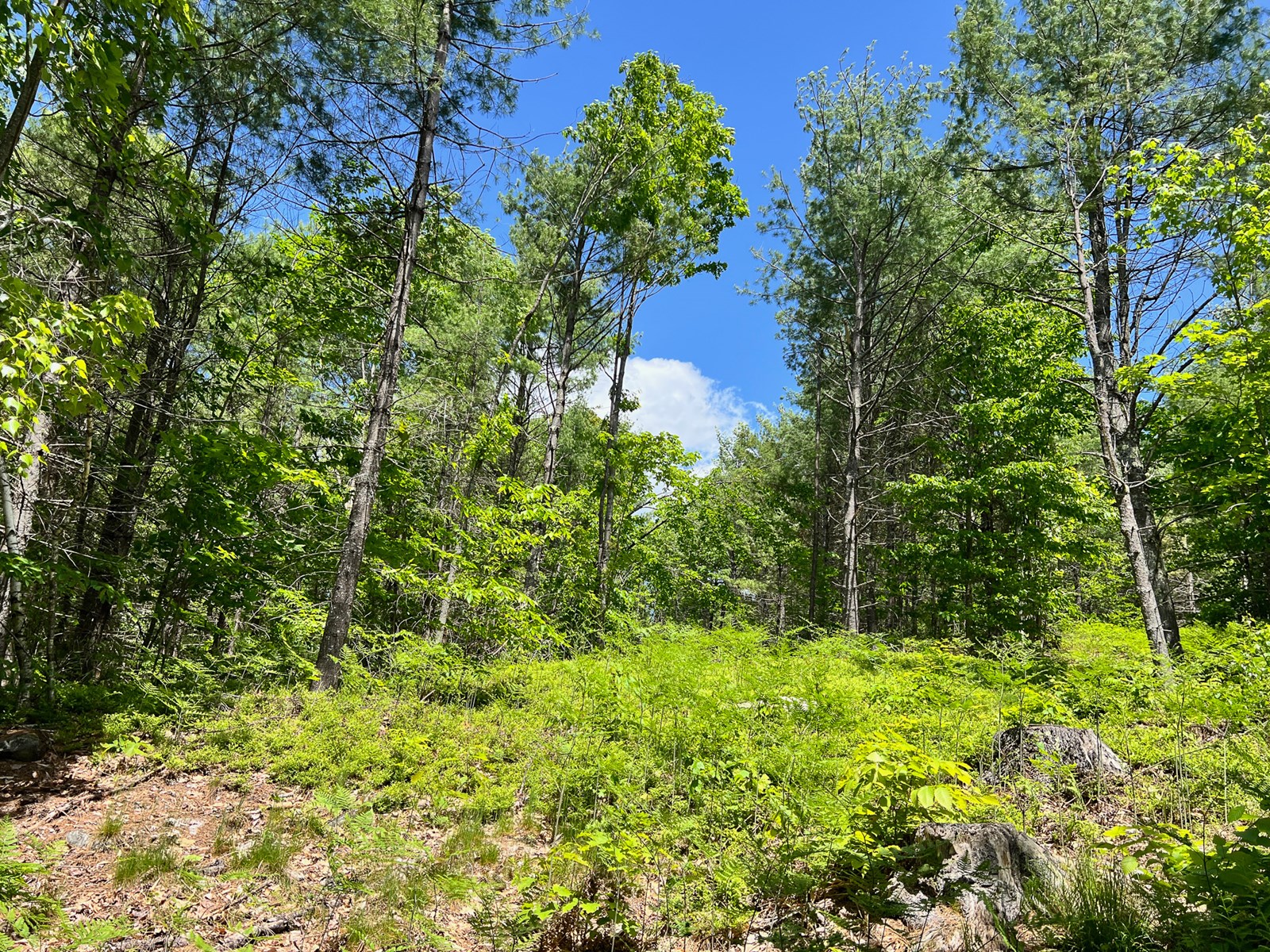 Wooded 34 Acre Parcel