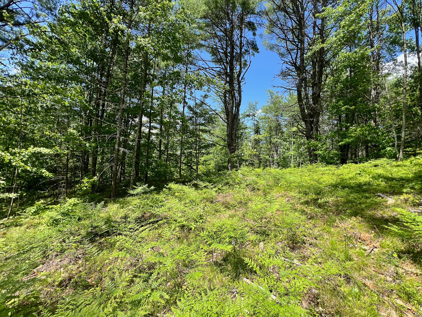 Wooded 34 Acre Parcel