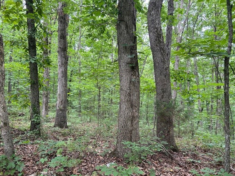 Wooded Land With No Restrictions