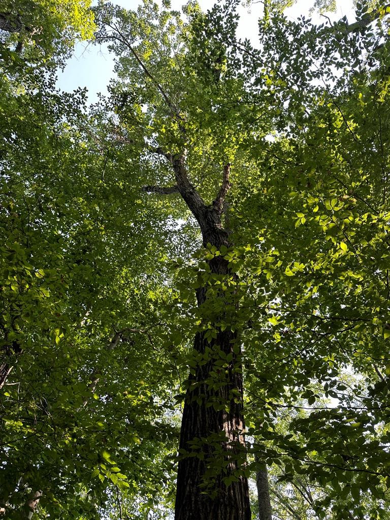 78-Acre Farm with Pond and Pastures in Halifax County, VA