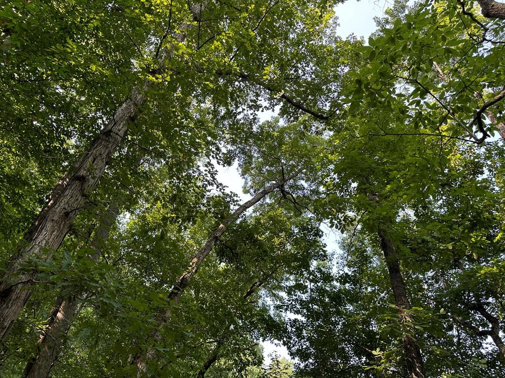 78-Acre Farm with Pond and Pastures in Halifax County, VA