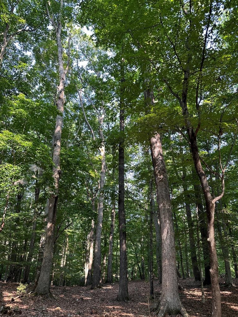 78-Acre Farm with Pond and Pastures in Halifax County, VA