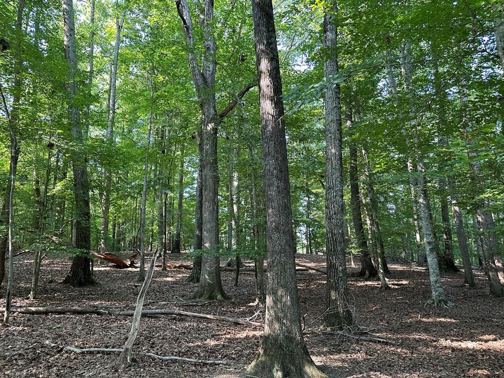 78-Acre Farm with Pond and Pastures in Halifax County, VA