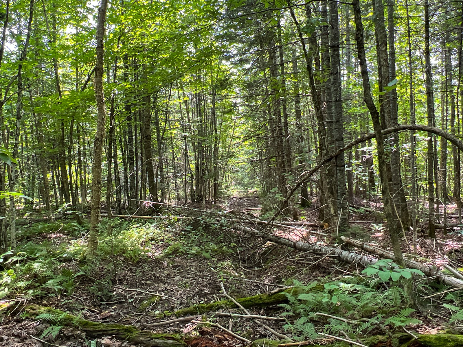 Katahdin View Forest - Prime Timberland in Patten, Maine