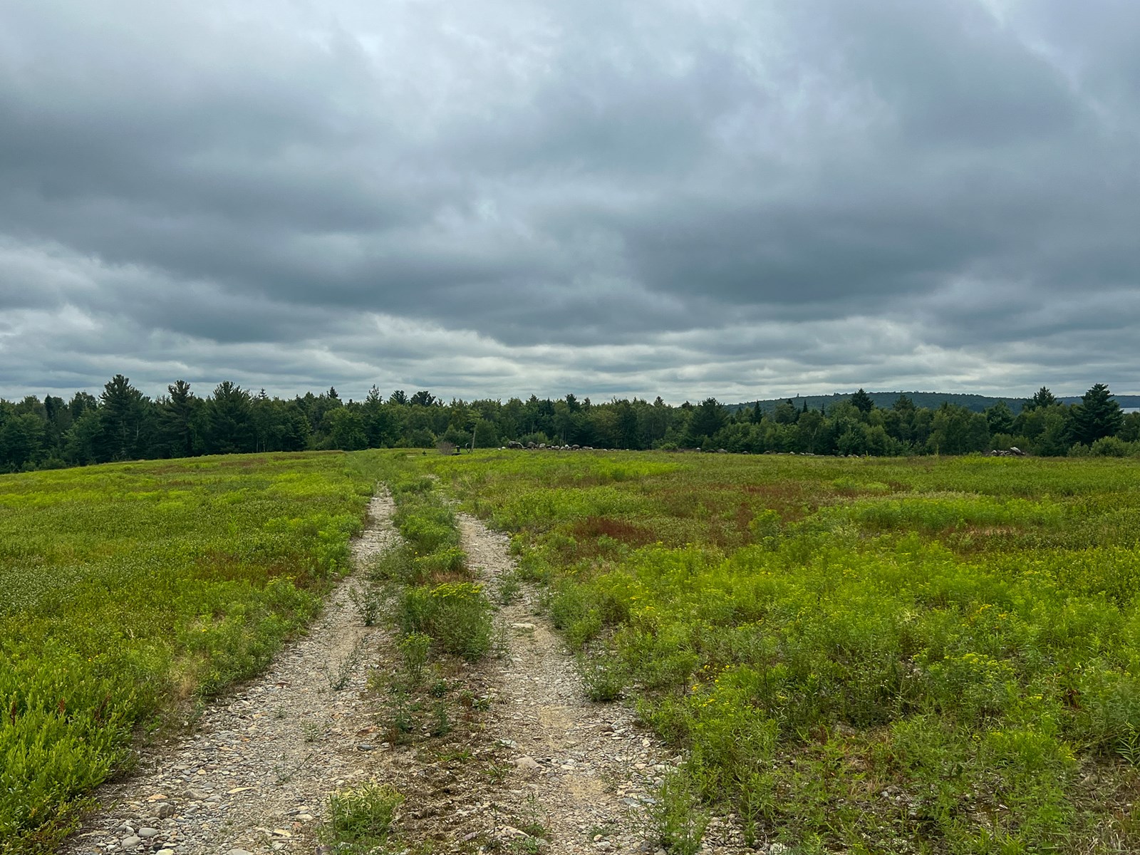 Large Mature Timber Lot with Blueberry Fields
