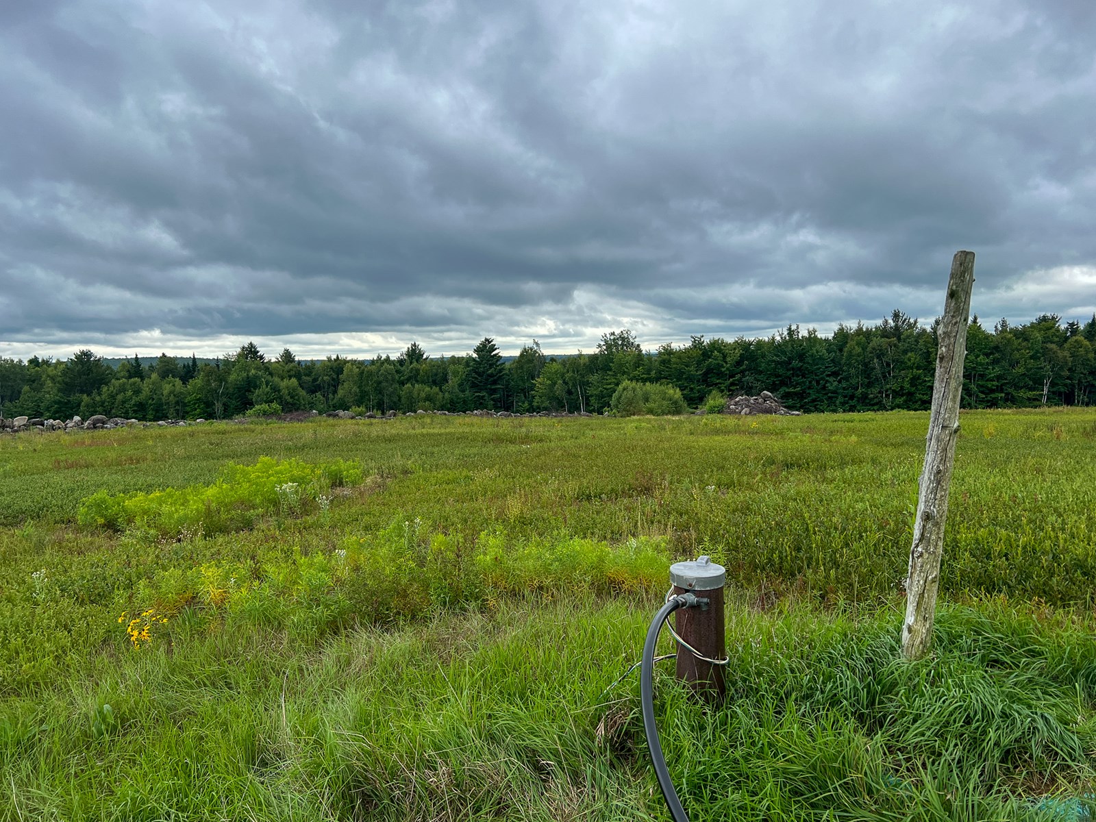 Large Mature Timber Lot with Blueberry Fields
