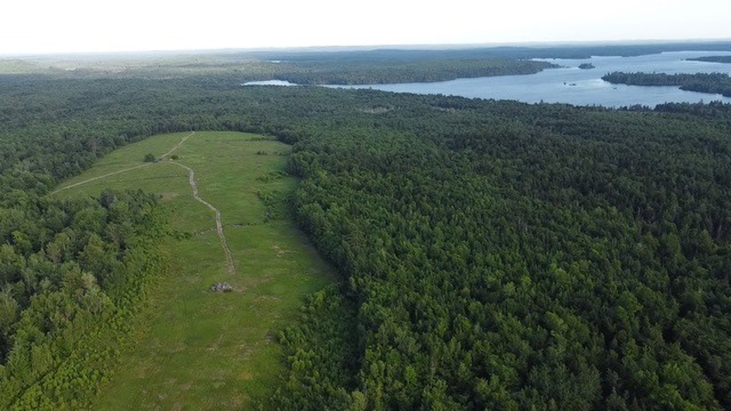 Large Mature Timber Lot with Blueberry Fields