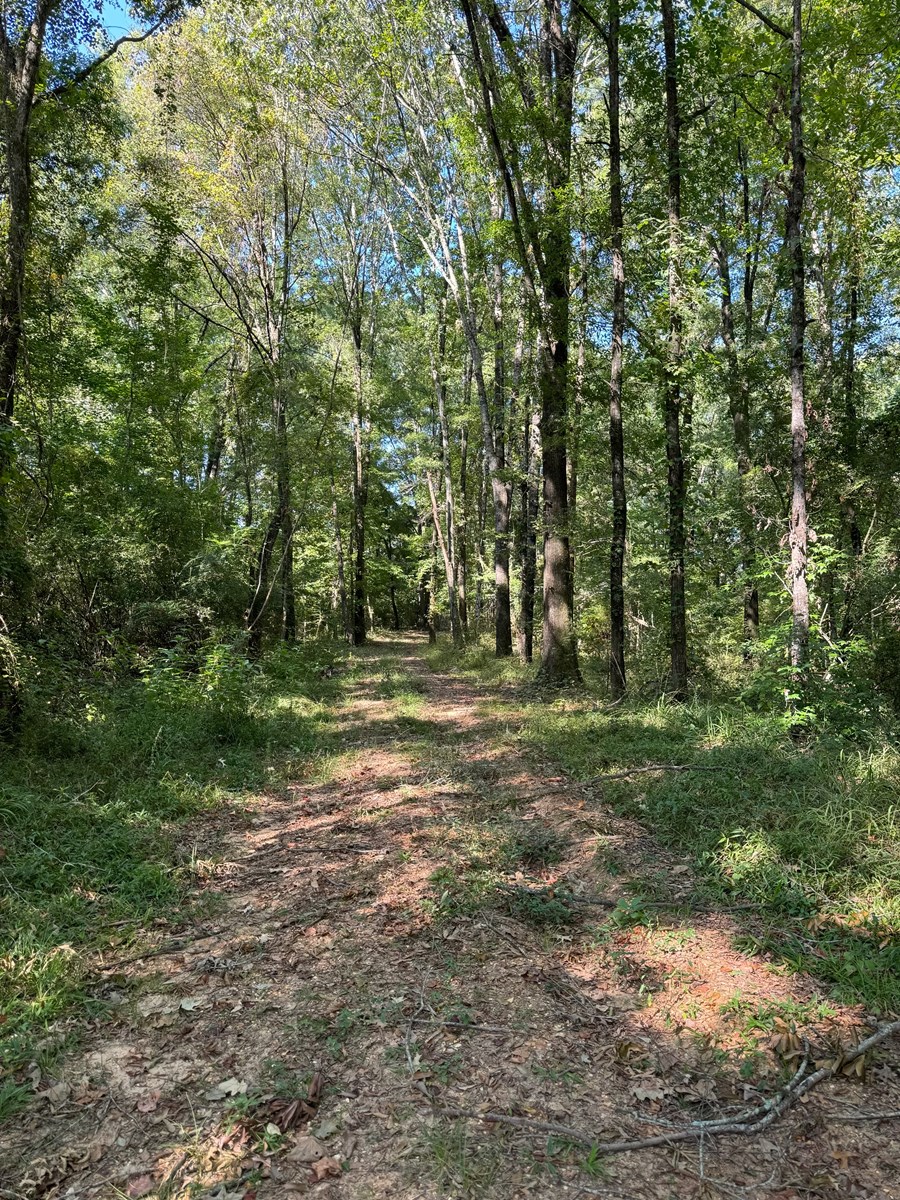 17 Acre Hunting Tract Located In Prime Area Of Wilcox County