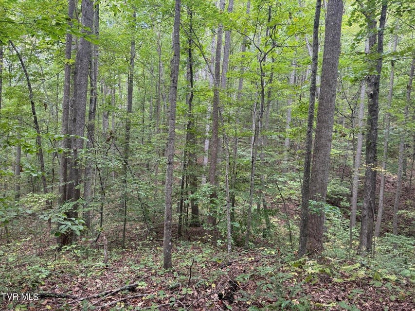 16.79 Unrestricted Acres in Hawkins County, Tennessee
