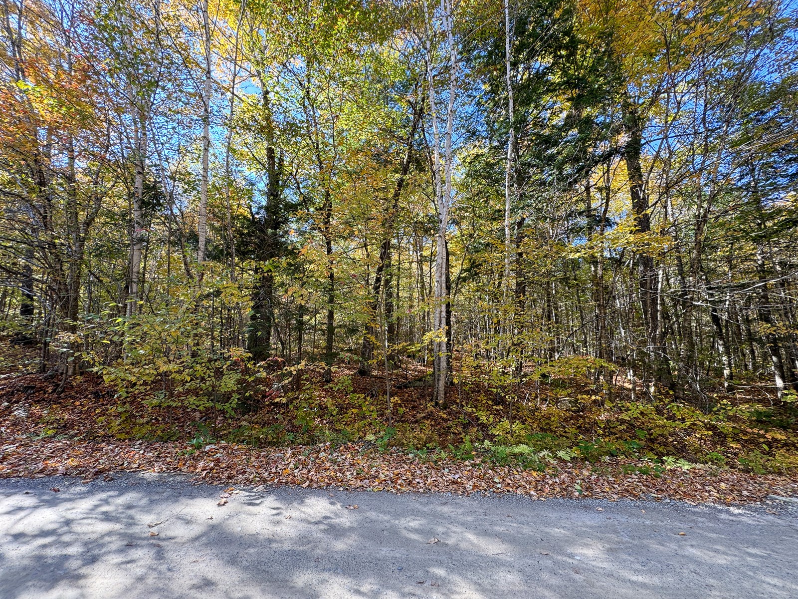 20 Acres Forest Land Under $60,000