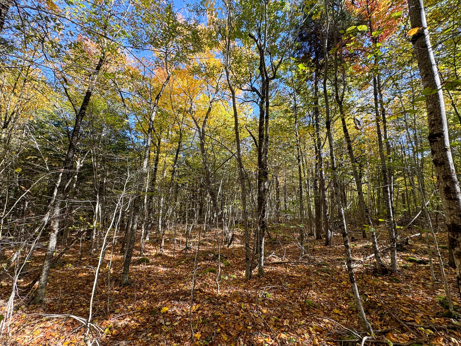 20 Acres Forest Land Under $60,000