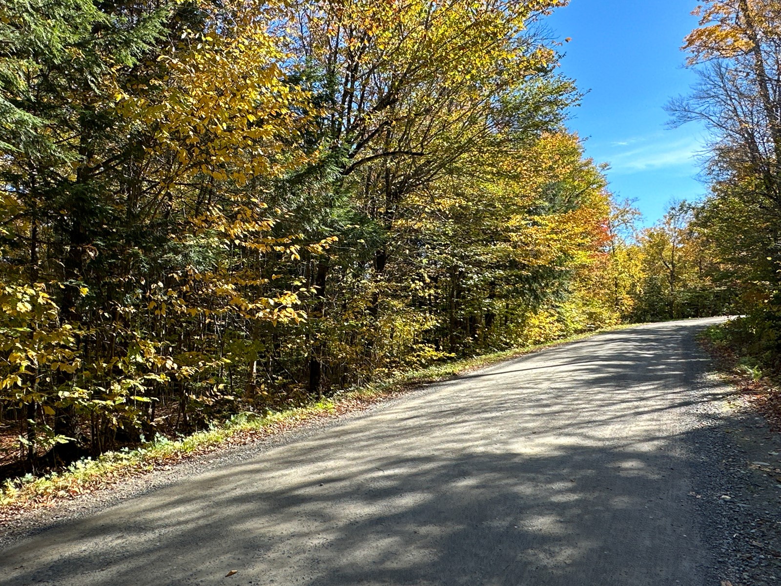20 Acres Forest Land Under $60,000