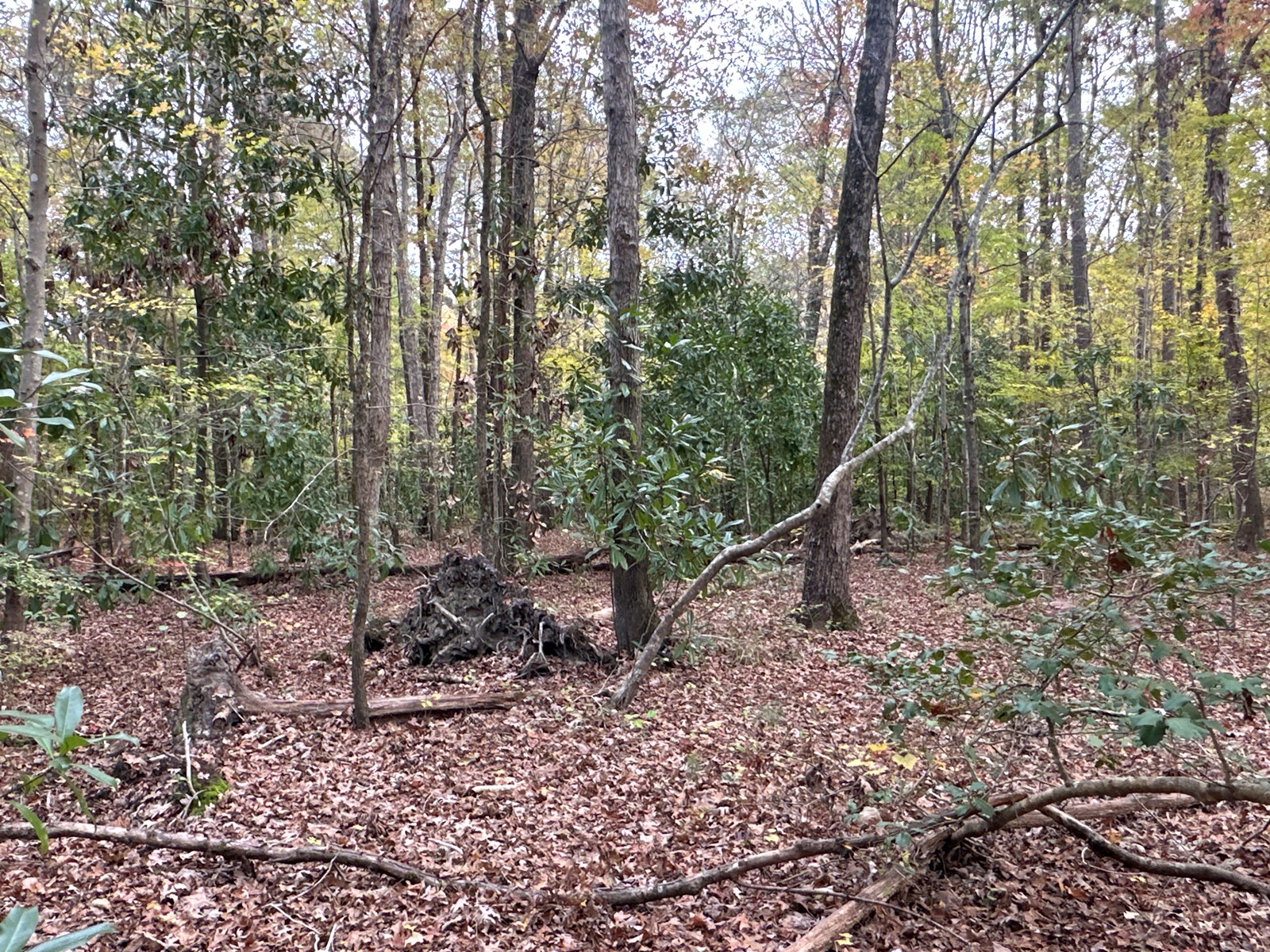 4.22-Acre Lot Near Chocowinity, NC - Build Your Dream Home