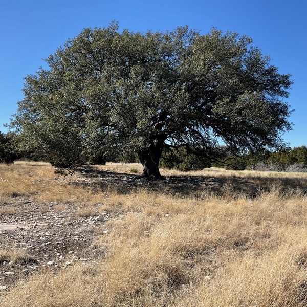 Texas Prime Hunting Property in Sutton County near Sonora and San Angelo