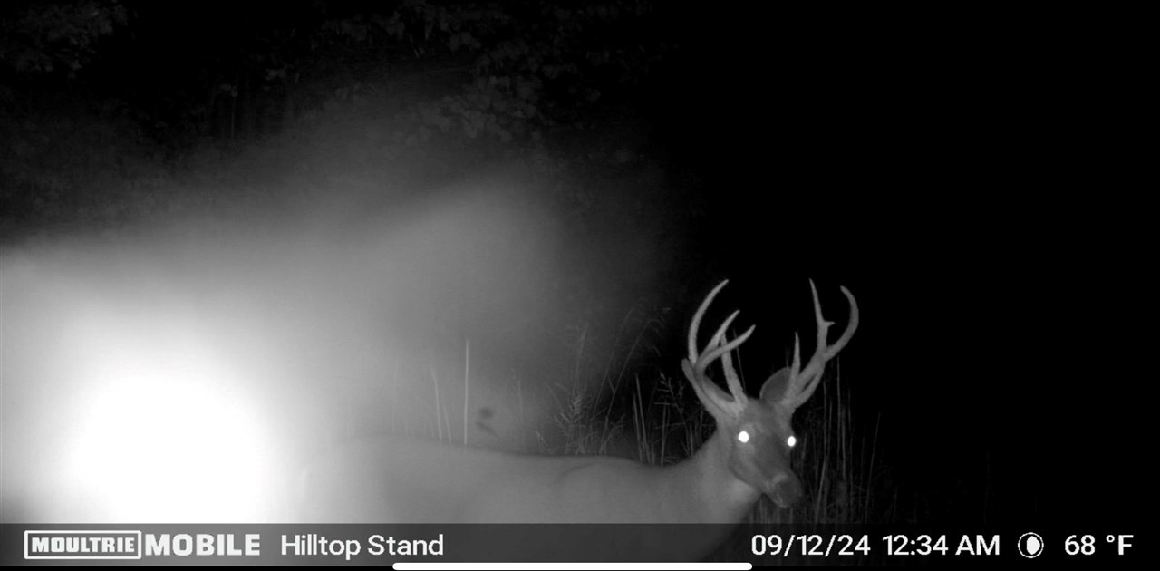 42 mostly wooded acres & buildings for sale near Cromwell Ky