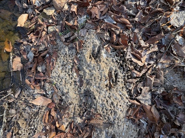 Hidden Treasure on Banister Road, VA