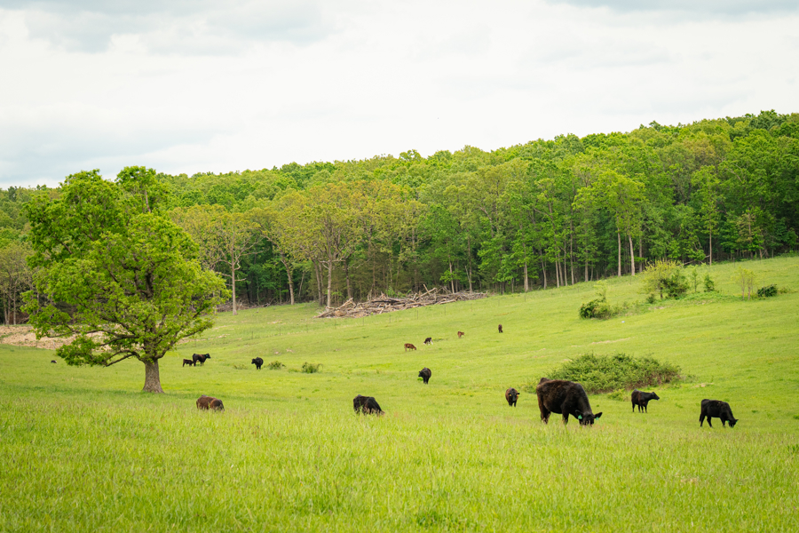Missouri Cattle Ranch For Sale