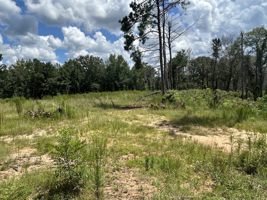 42 Acres in Autauga County – Secluded, Fenced, and Hunt-Ready!