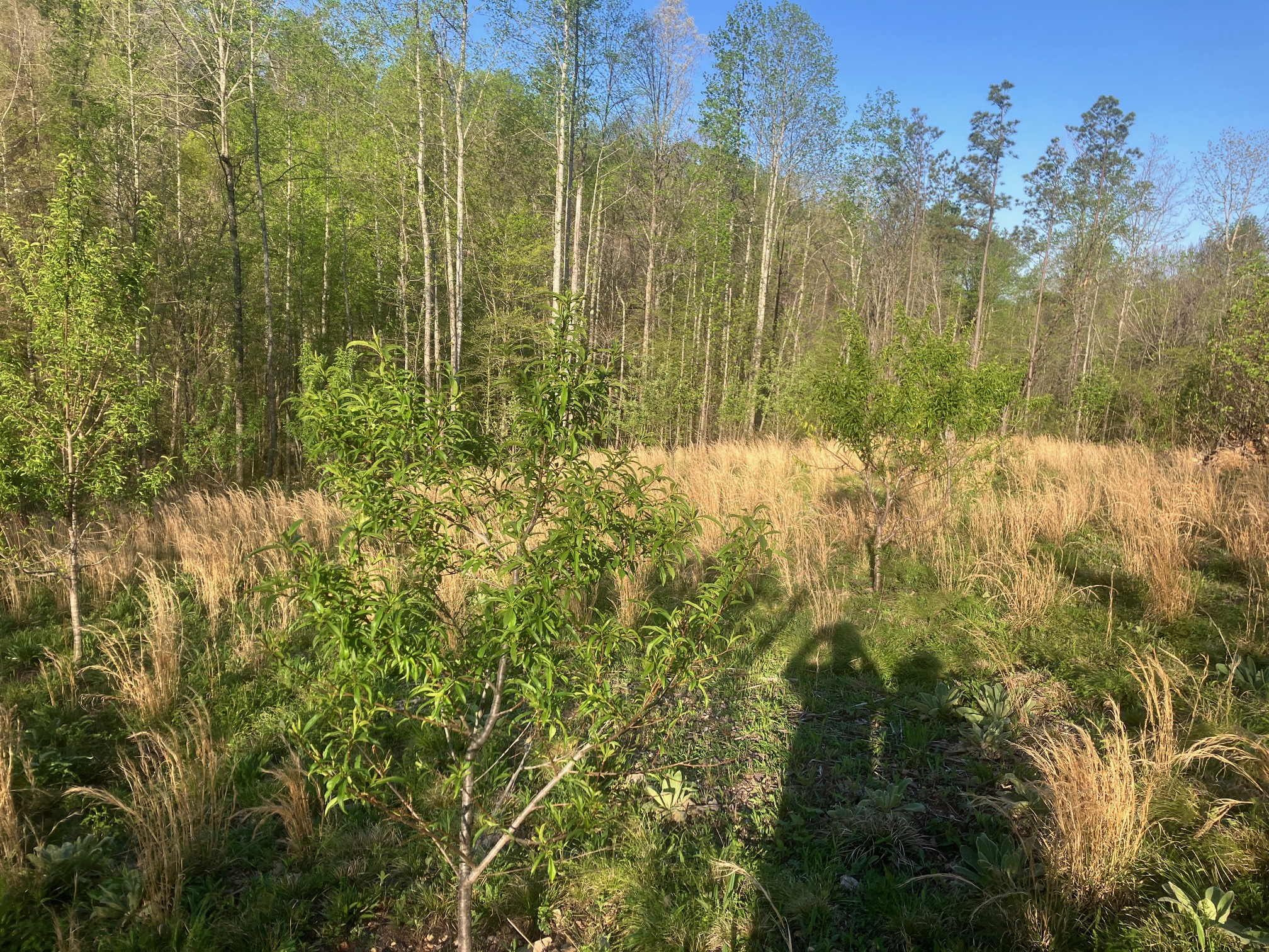 For Sale 49.5 Ac Self Sufficient Prepper Land Timber Cabin Solar