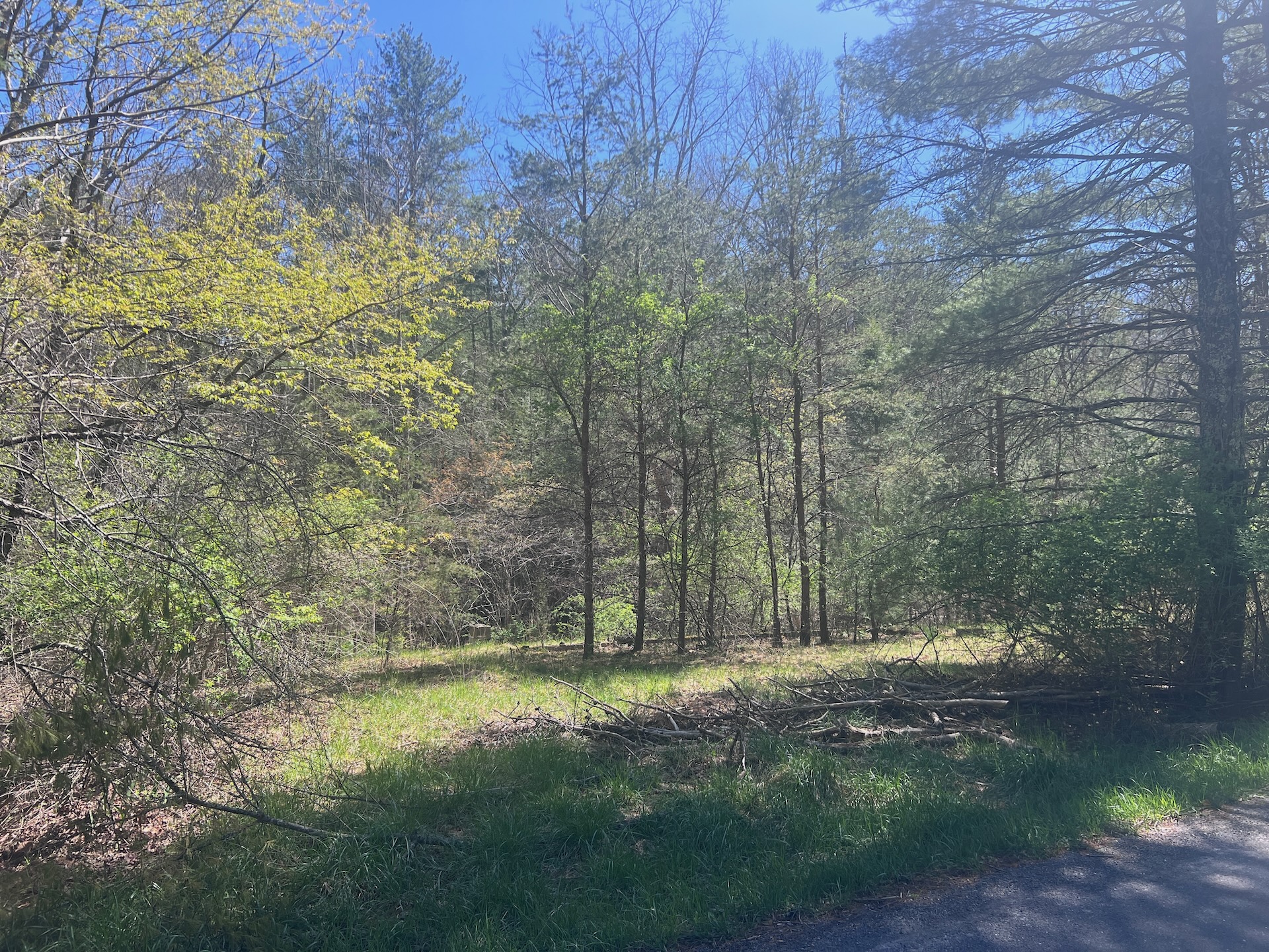 National Forest Bordering Getaway: Your Adventure Basecamp