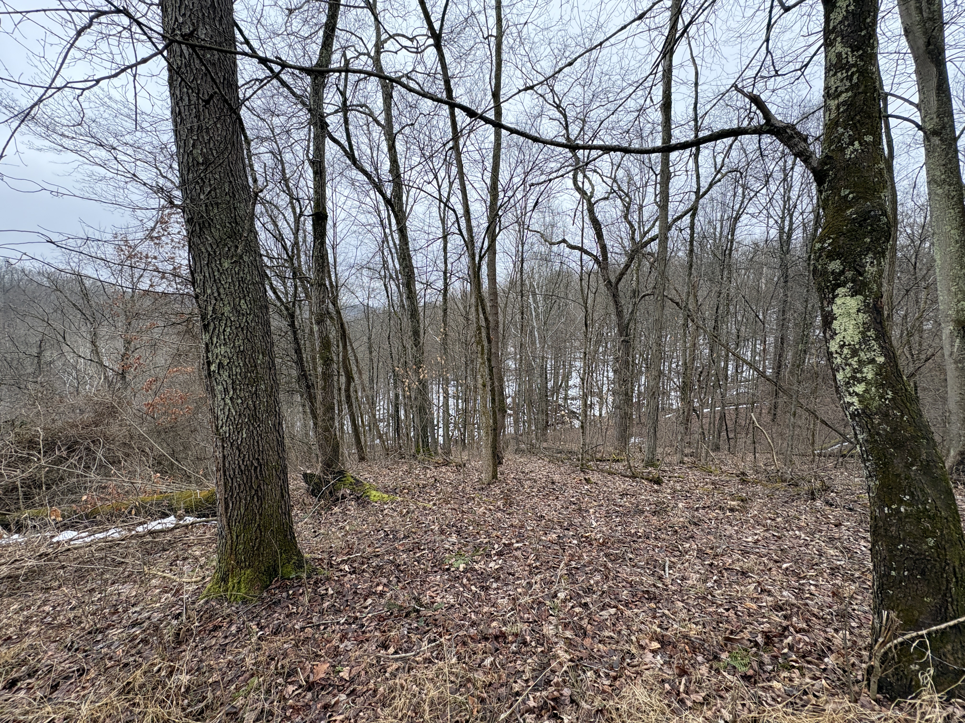 Woodsfield OH 131 +/- Acres with cabin