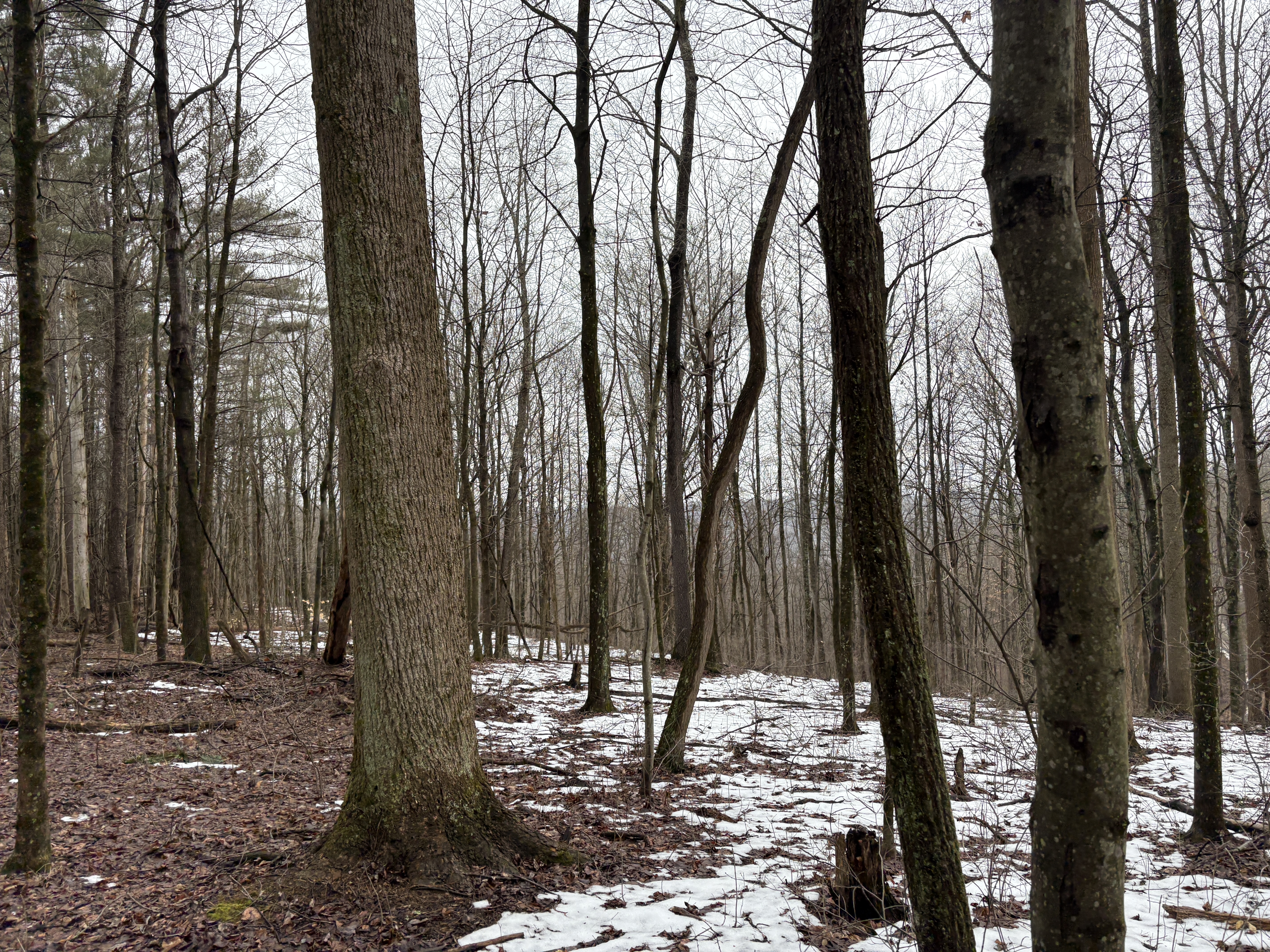Woodsfield OH 131 +/- Acres with cabin