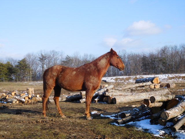 78 Acre Farm With Grand 9,000 Square Foot Home!