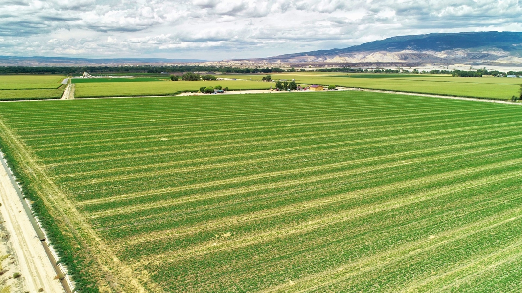 Southwest irrigated Farmland for sale-Delta, Colorado